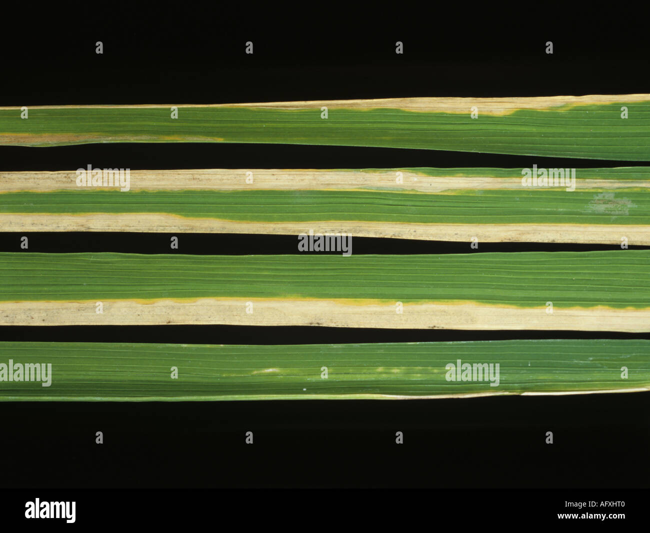 Xanthomonas hi-res stock photography and images - Alamy