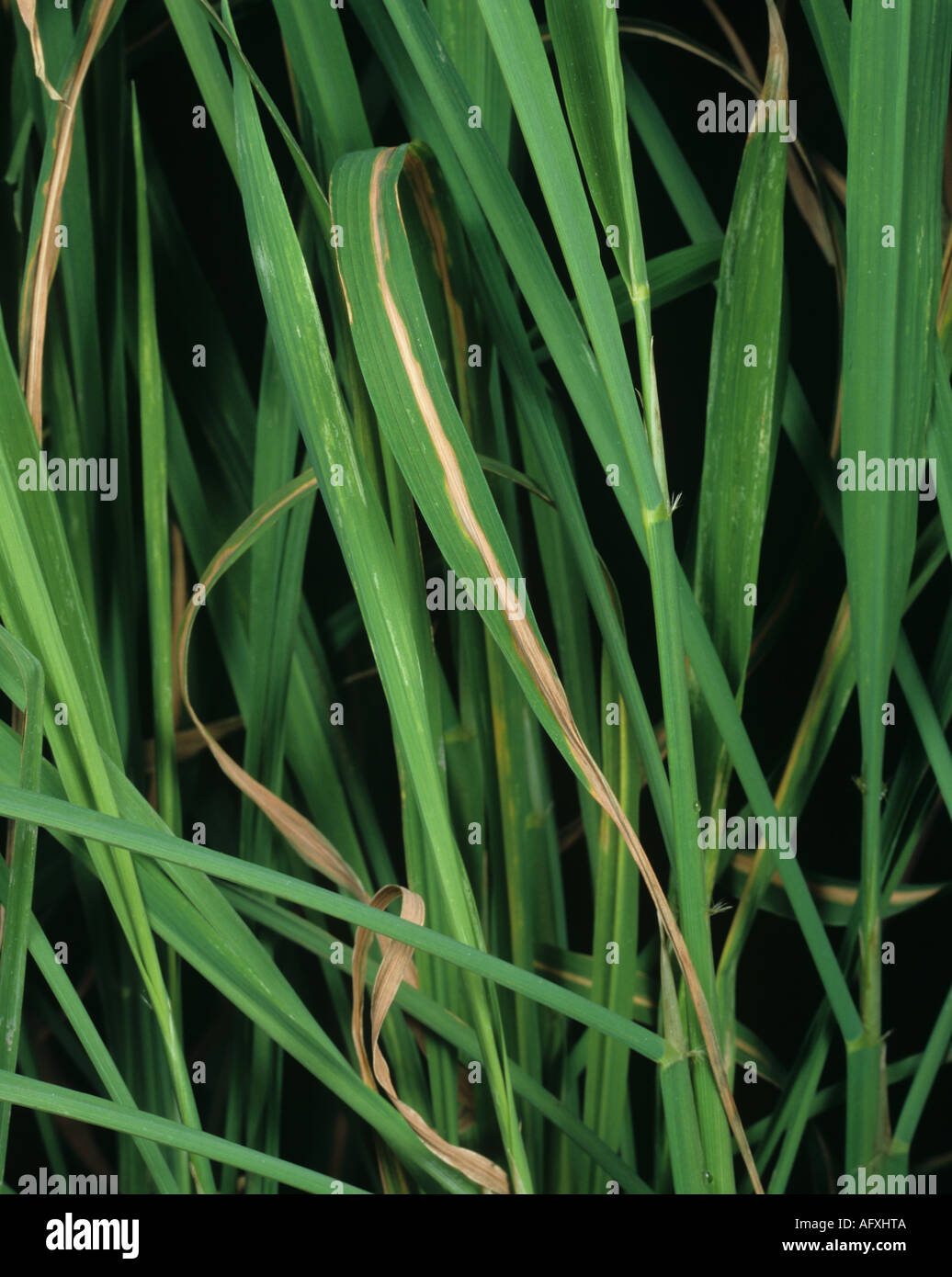 Xanthomonas hi-res stock photography and images - Alamy