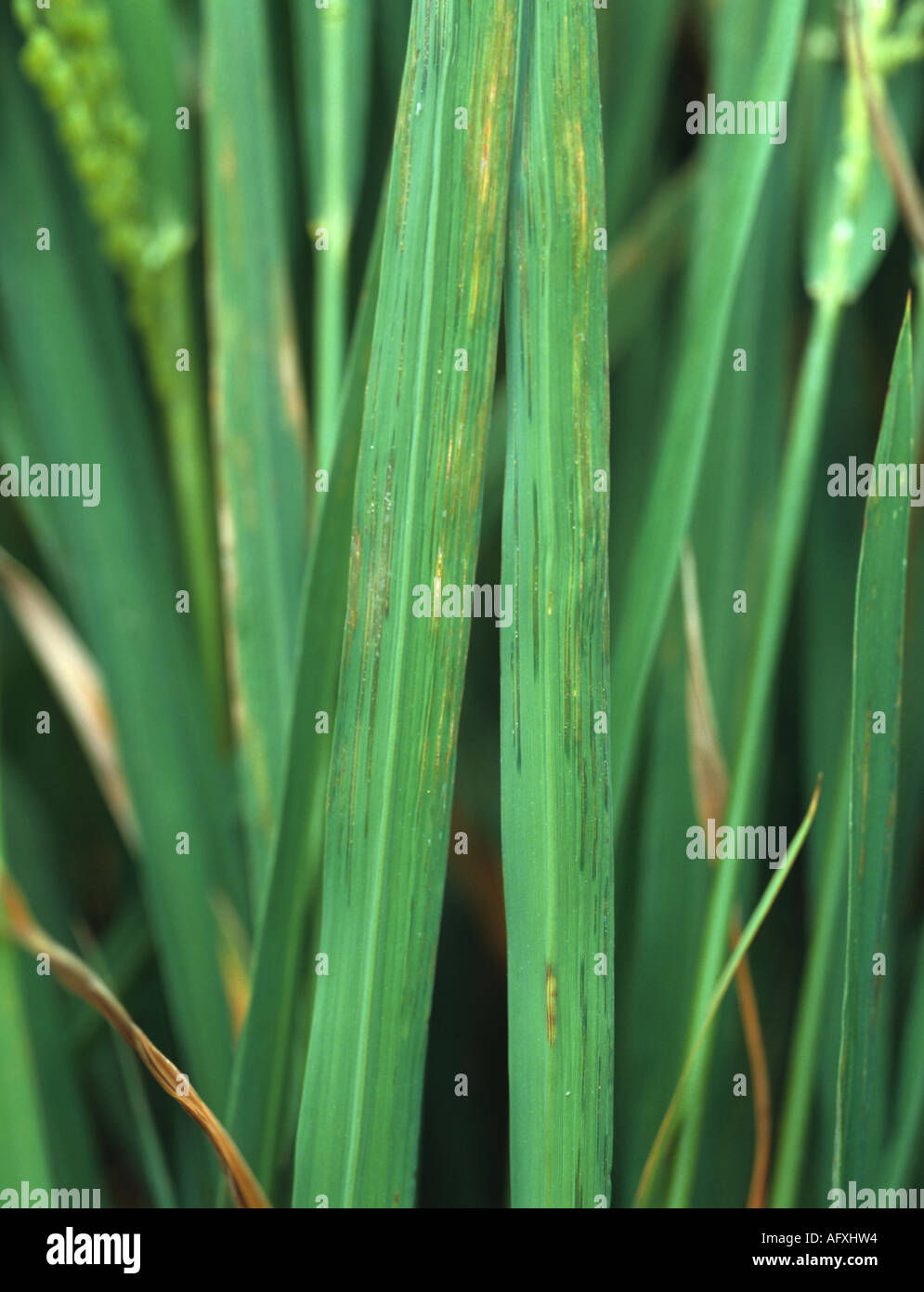 Bacterial leaf streak Xanthomonas oryzicola lesions on rice leaves ...