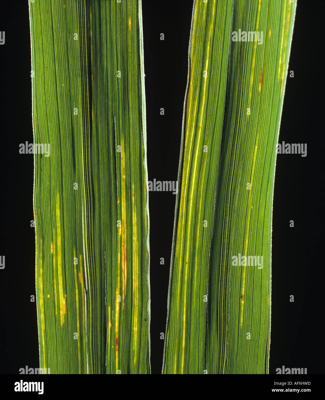 Bacterial leaf streak Xanthomonas oryzicola backlit streaks on rice ...