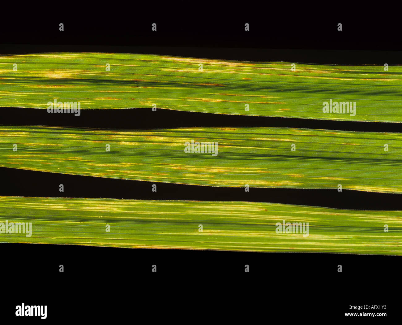 Bacterial leaf streak hi-res stock photography and images - Alamy