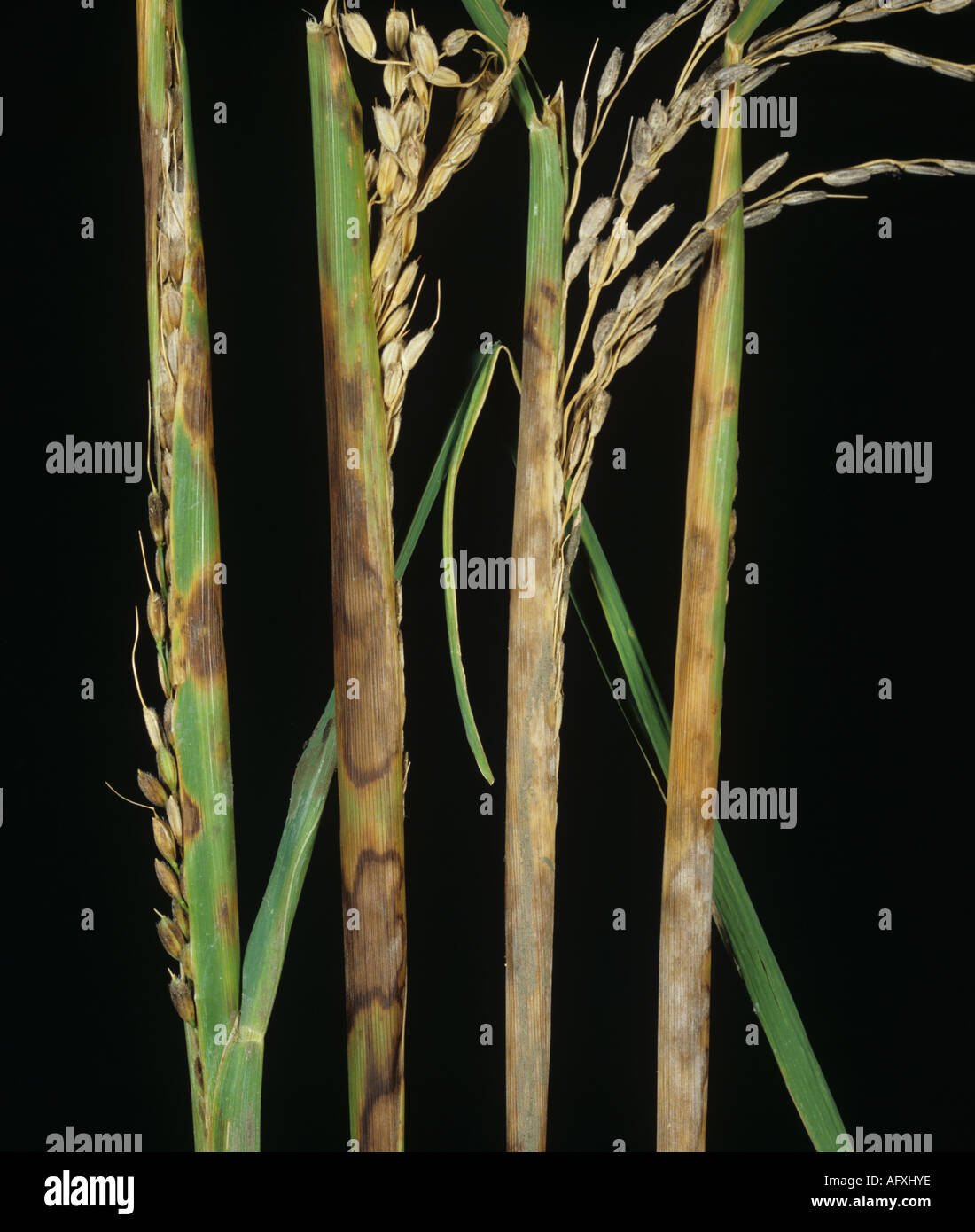 Sheath rot Sarocladium oryzae lesions and necrosis on rice flagleaf ...