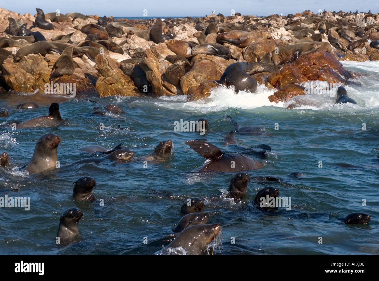 Dyer island great white shark hi-res stock photography and images - Alamy