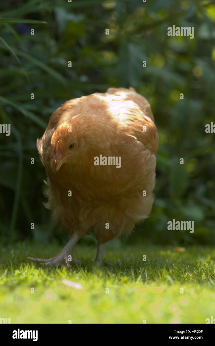 chicken scratching feeding in grass Stock Photo - Alamy