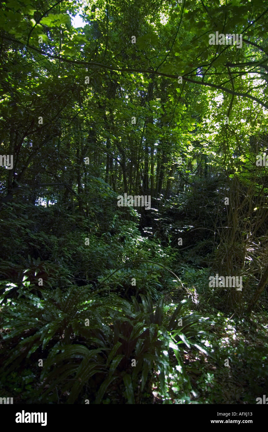 coppiced hazel woodland in Undercliff national nature reserve Devon ...