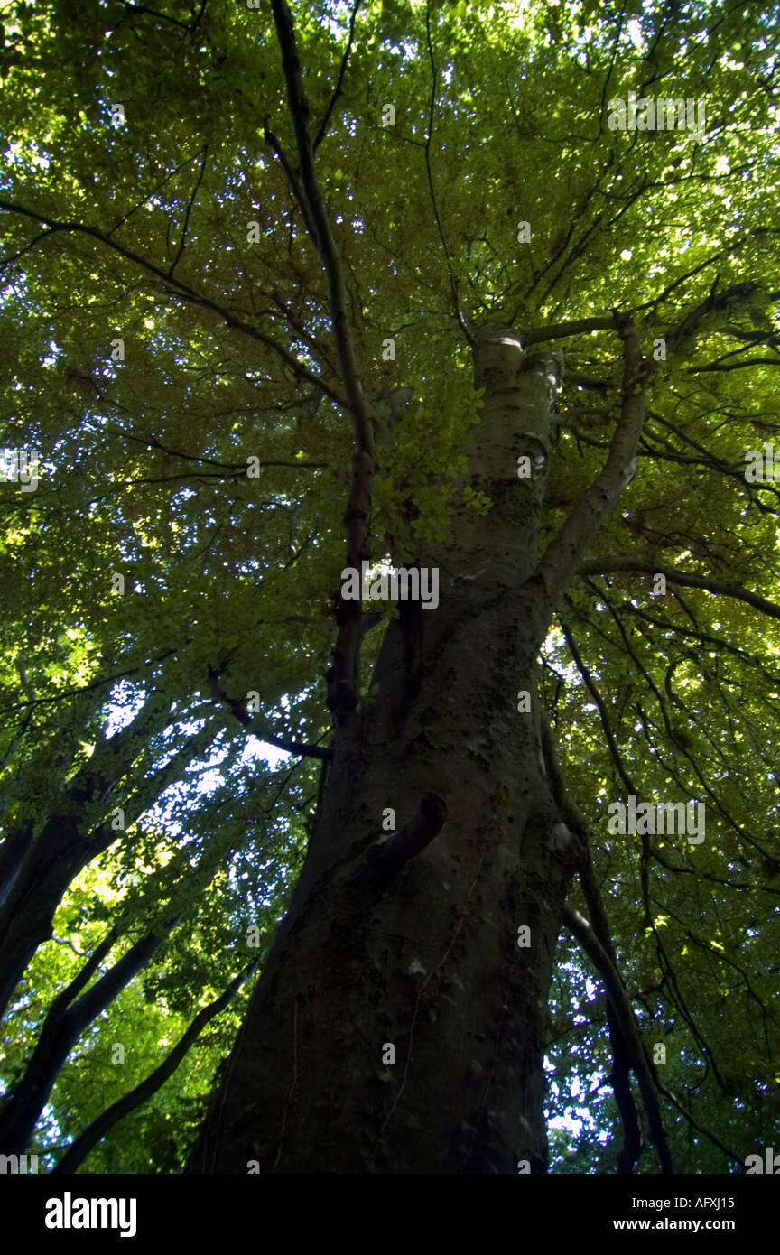 Towering beech tree in Undercliff national nature reserve Devon Stock ...