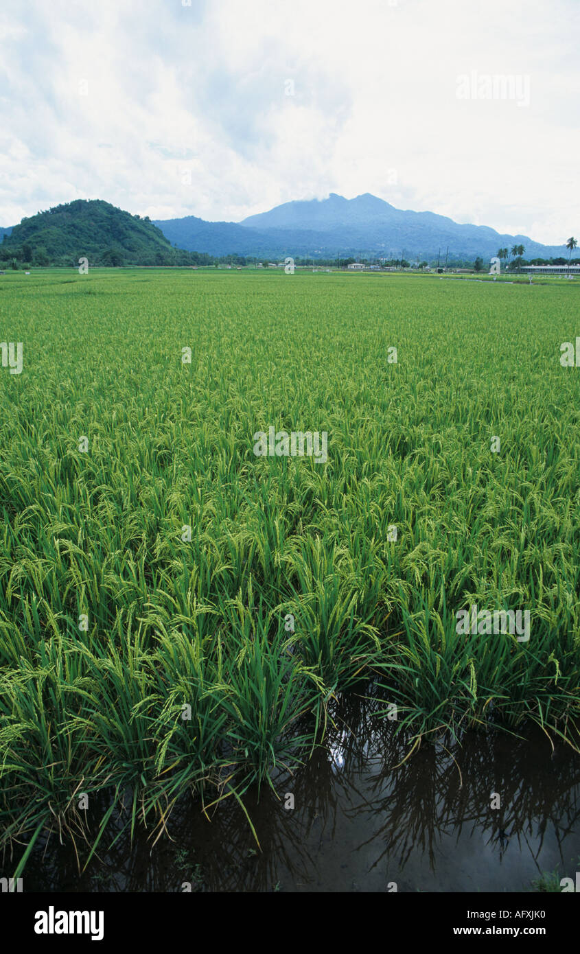 View of paddy rice crops in green ear Laguna Luzon Philippines Stock ...