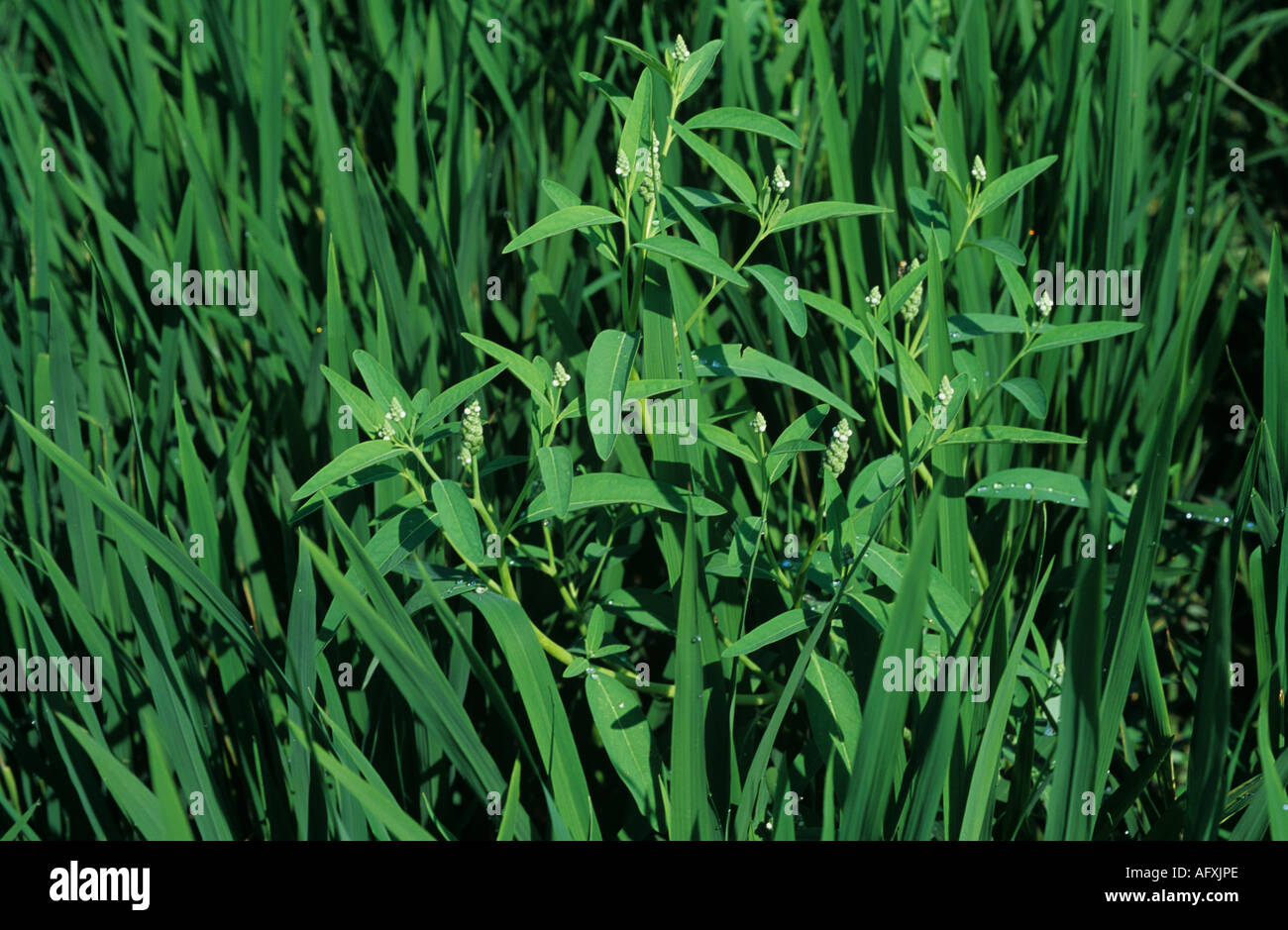 Gooseweed Sphenoclea zeylanica plant flowering in a rice crop Stock ...