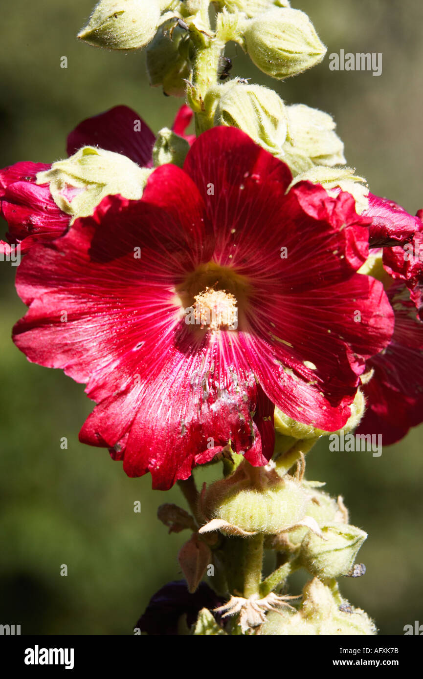 Holyhock flower hi-res stock photography and images - Alamy