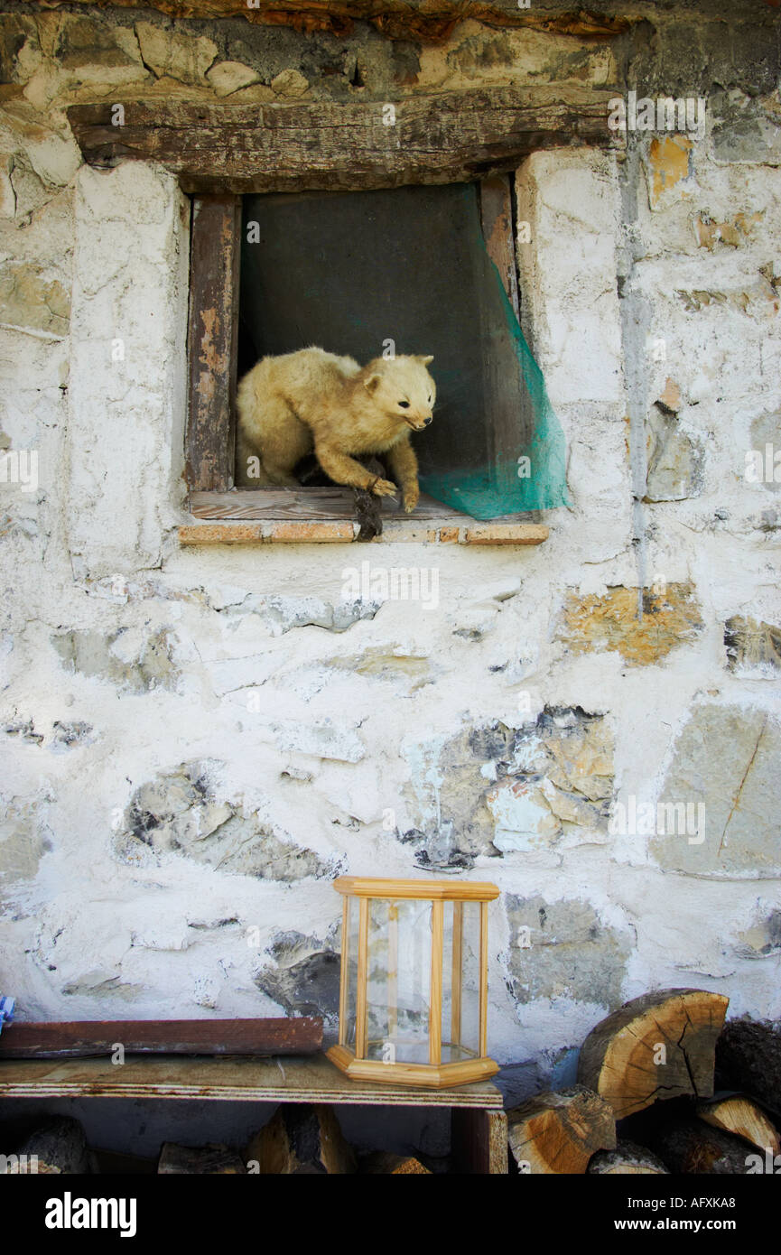 Stuffed weasel in a window in a mountain village in the French alps ...