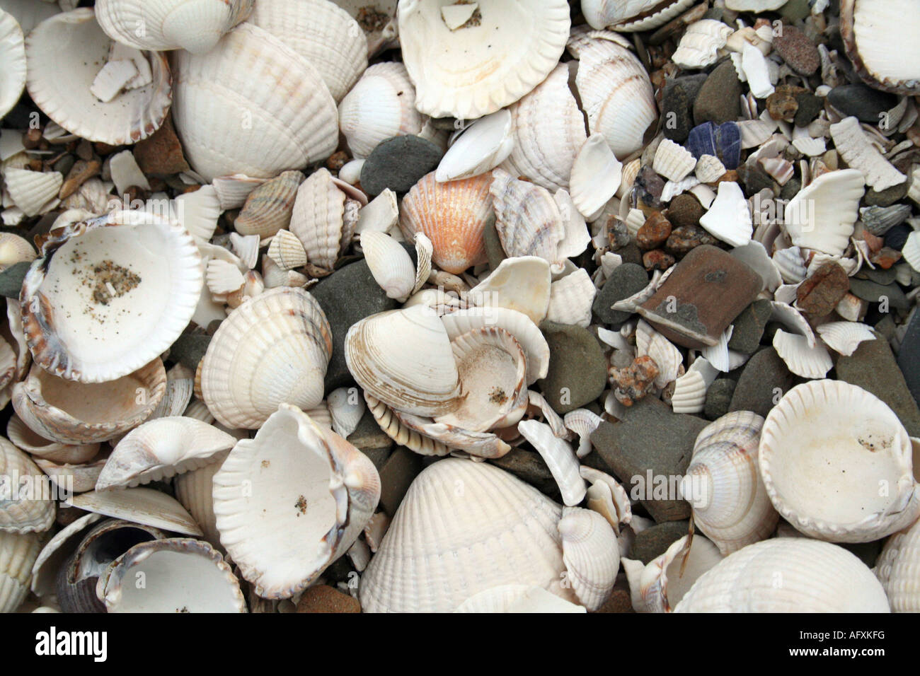 Beach shells and pebbles Stock Photo - Alamy