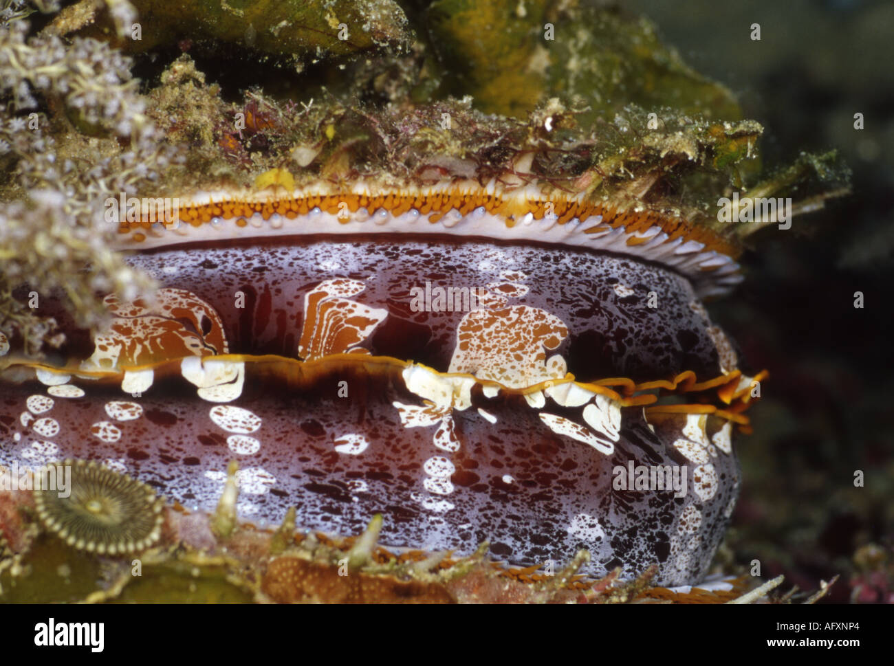 Mantle of a variable thorny oyster (Spondylus varians Stock Photo - Alamy