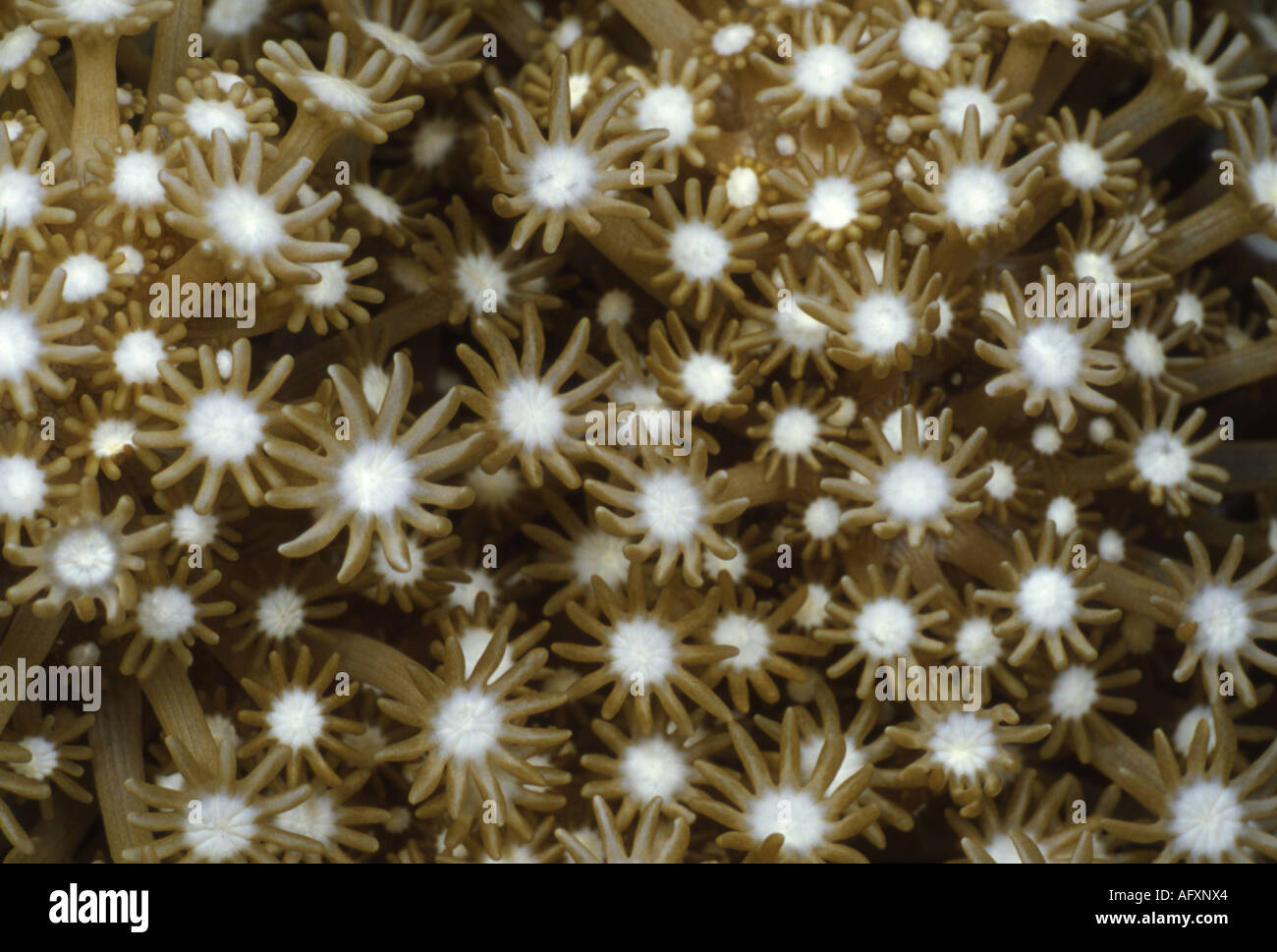 Daisy corals (Alveopora spp.) frantically feeding Stock Photo - Alamy