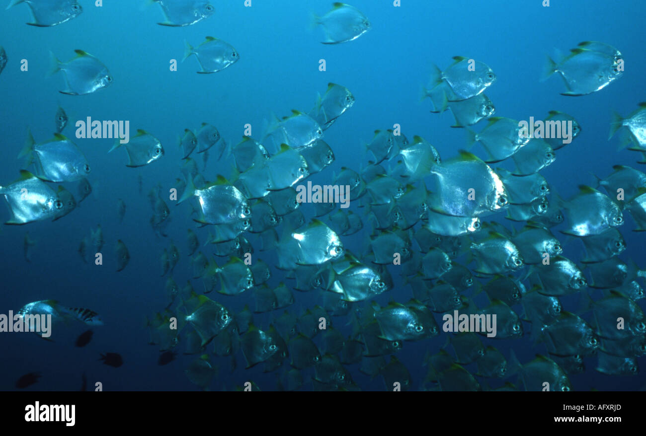 Large school of fish shimmering hi-res stock photography and images - Alamy