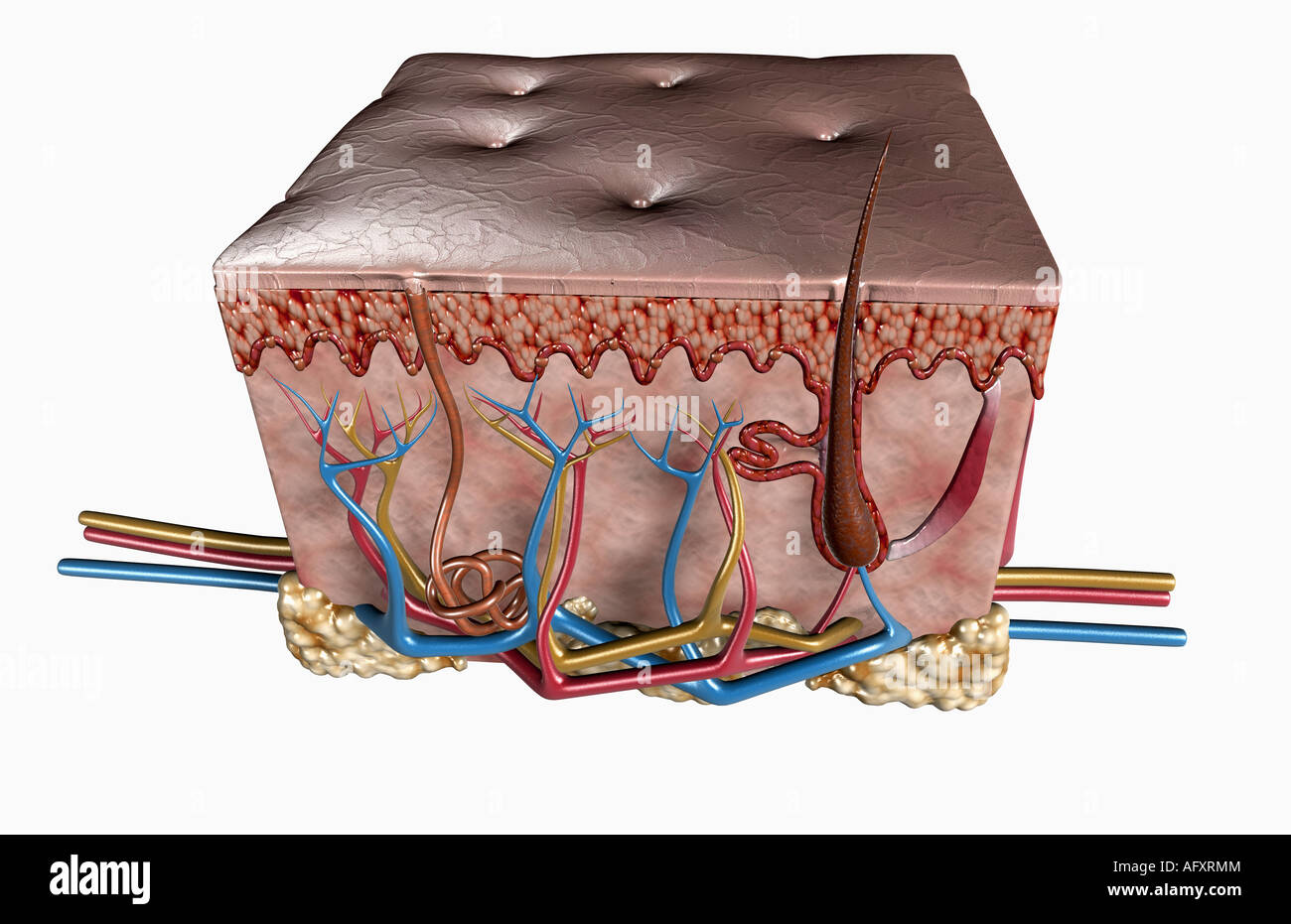 Layers of the skin Stock Photo - Alamy