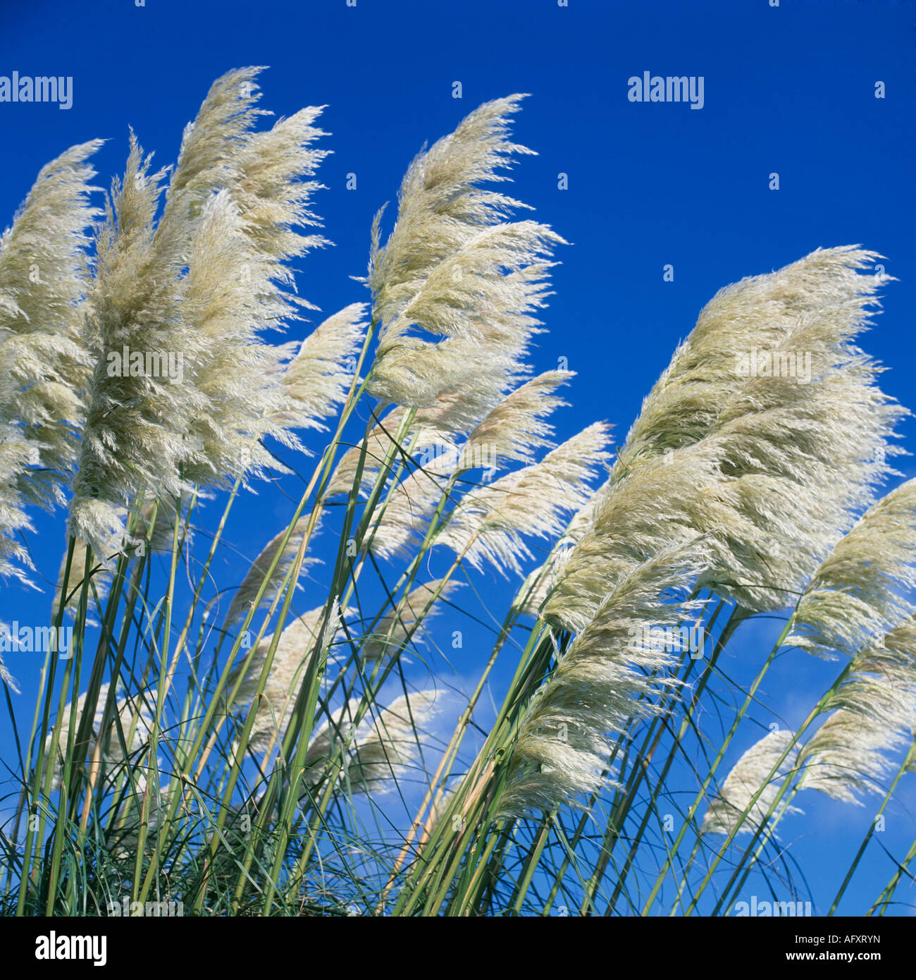 Pampass Grass, Isles of Scilly, UK Stock Photo - Alamy