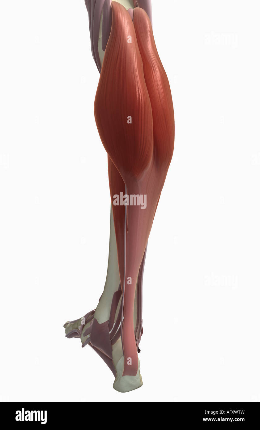 Gastrocnemius muscle hi-res stock photography and images - Alamy