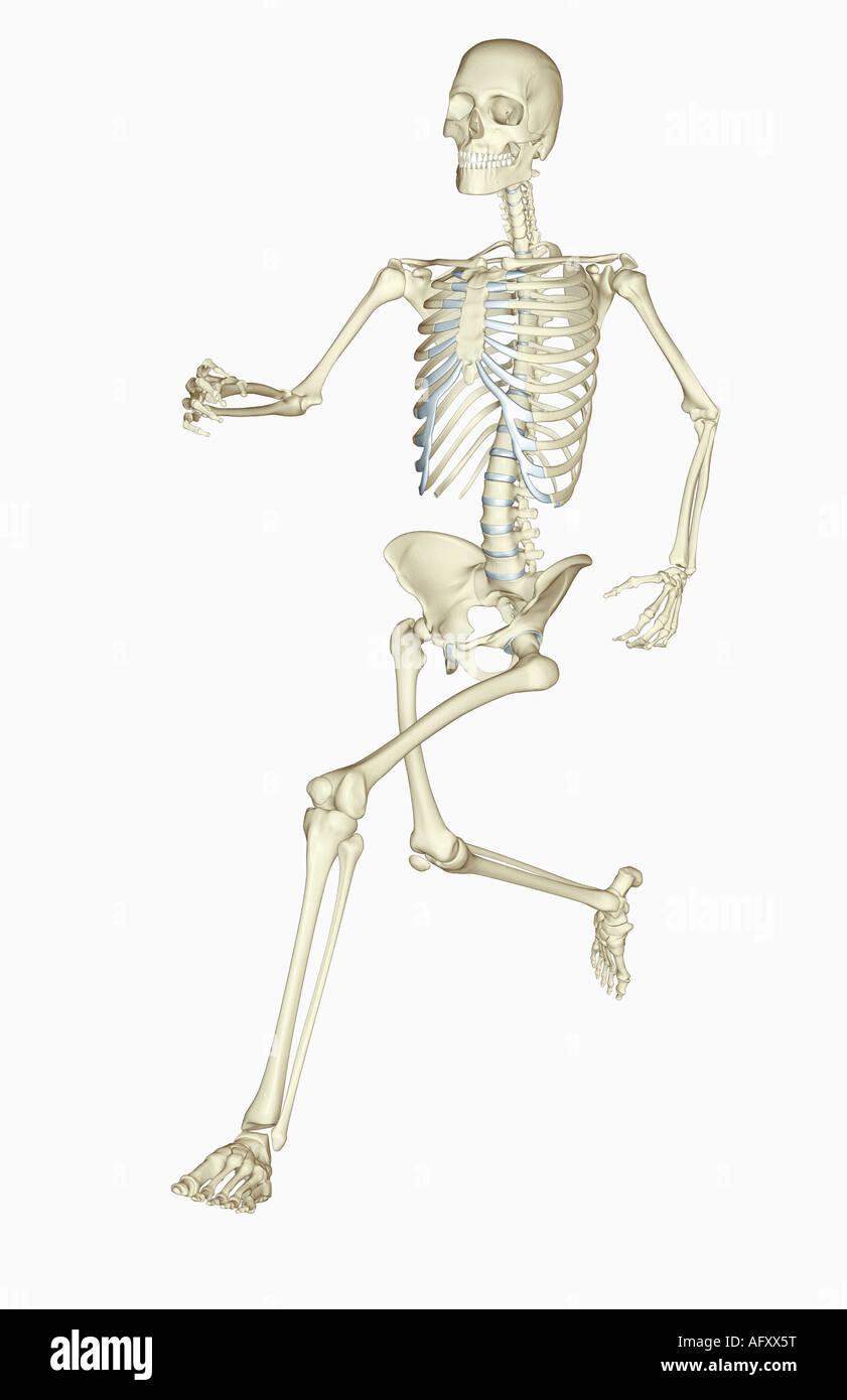 Skeletal thorax Cut Out Stock Images & Pictures - Alamy