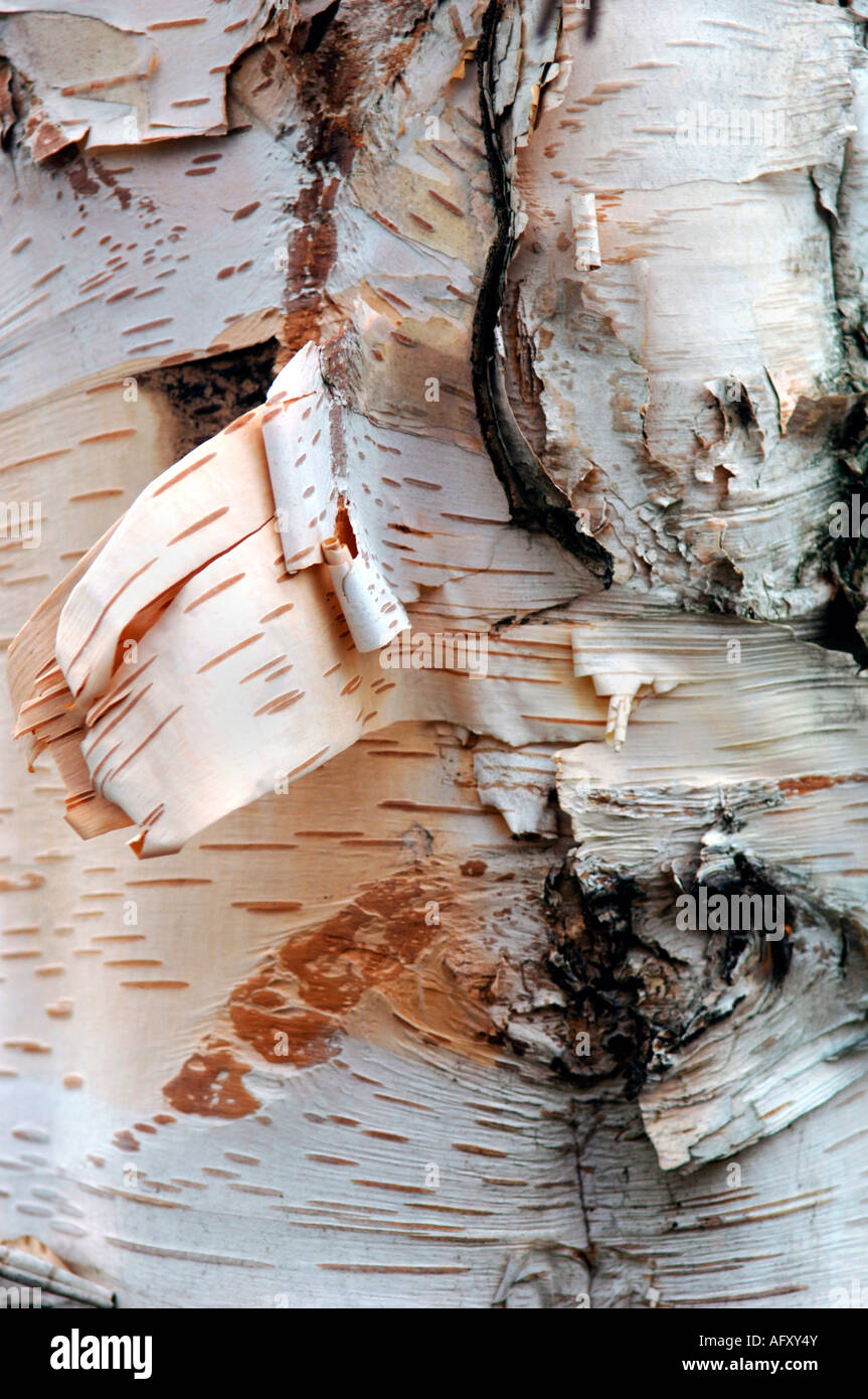 Silver Birch Tree Bark Stock Photo - Alamy