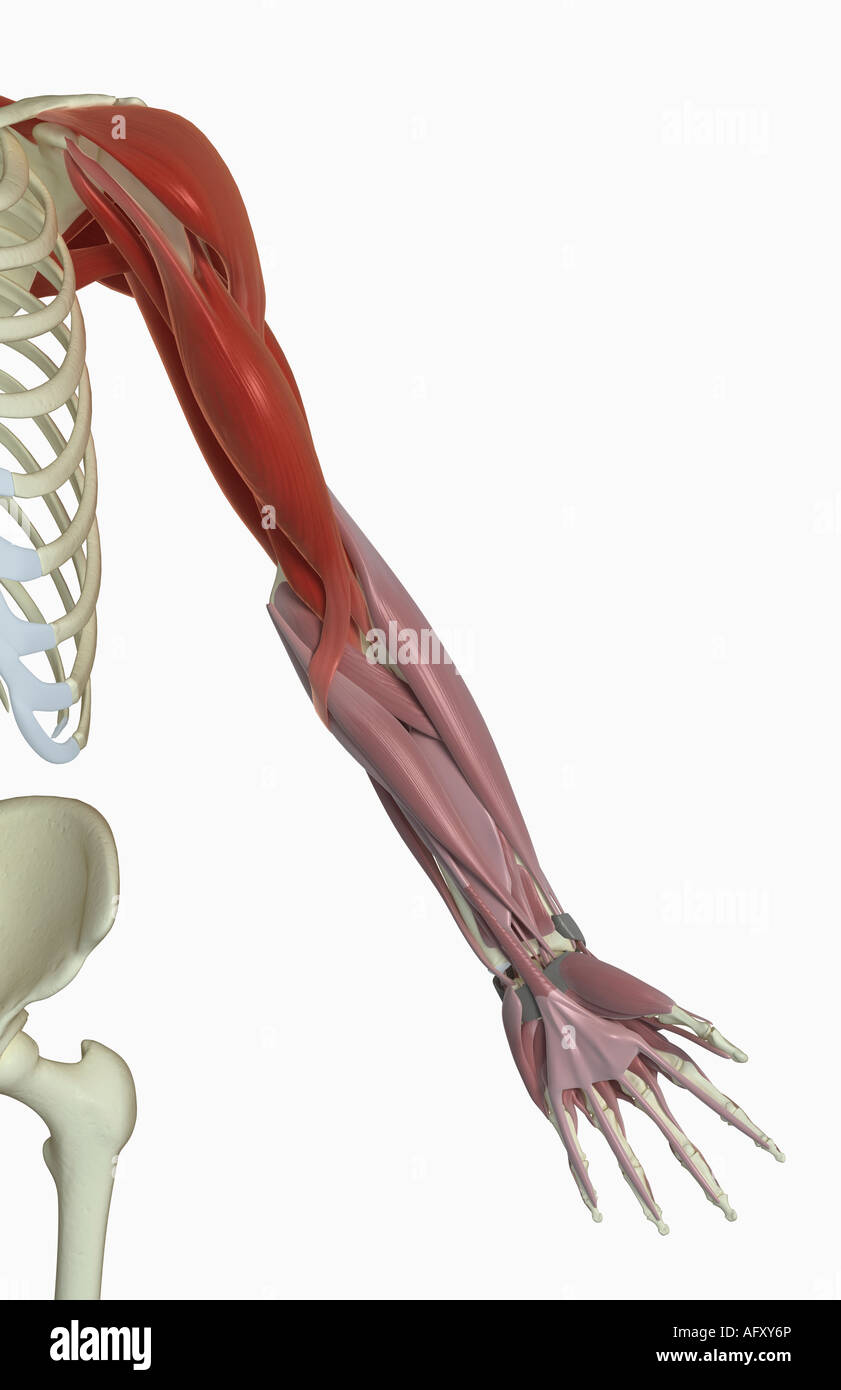 The muscles of the shoulder and upper arm Stock Photo - Alamy