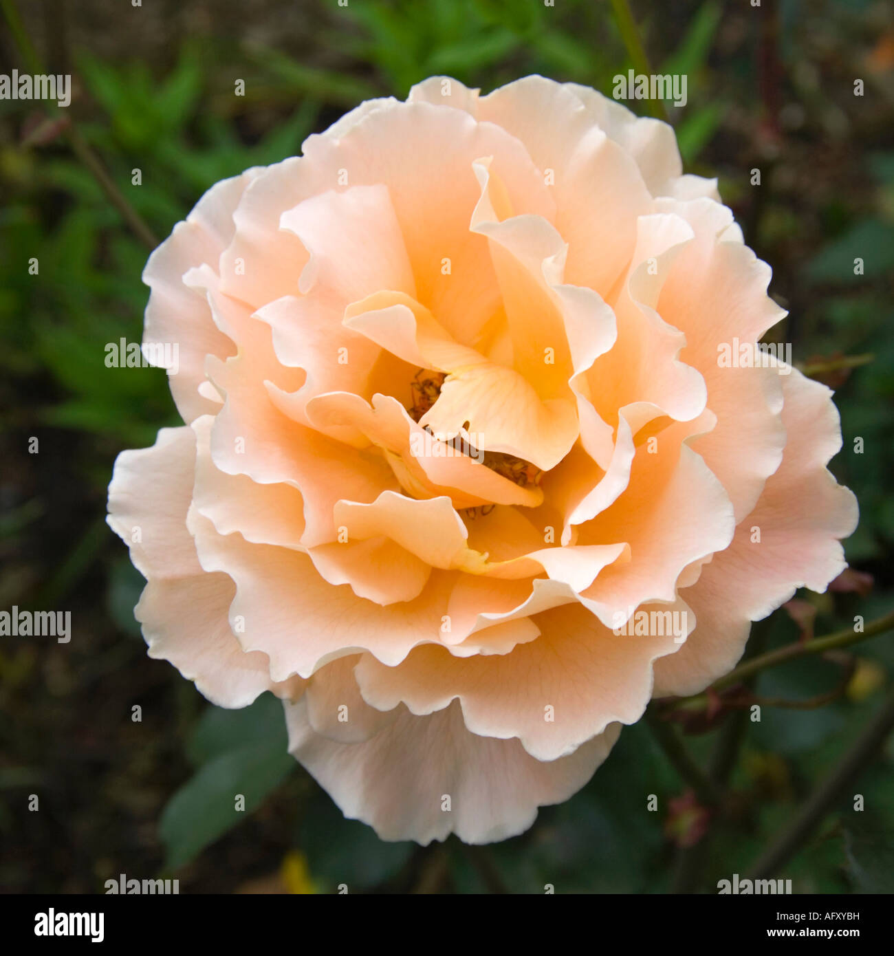 Garden Rose (variety 'Just Joey' Stock Photo - Alamy