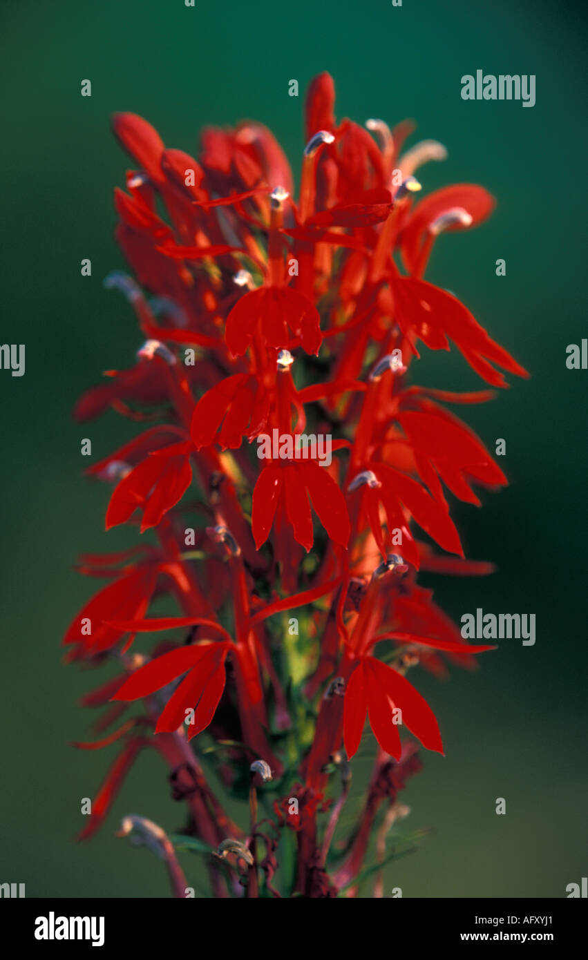 Lobelia cardinalis red cardinal hi-res stock photography and images - Alamy