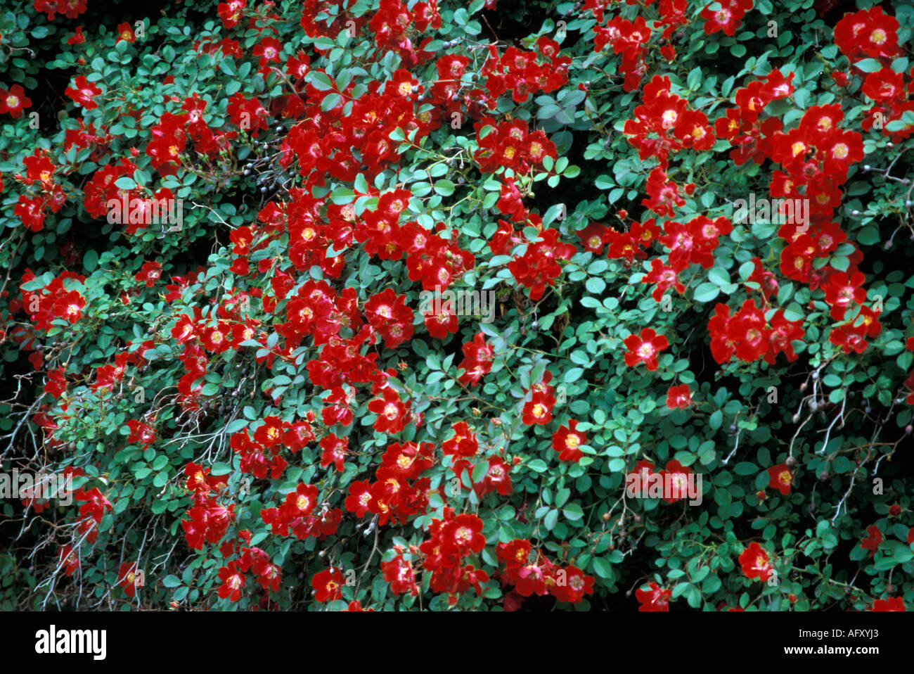 Wall of red roses Stock Photo - Alamy