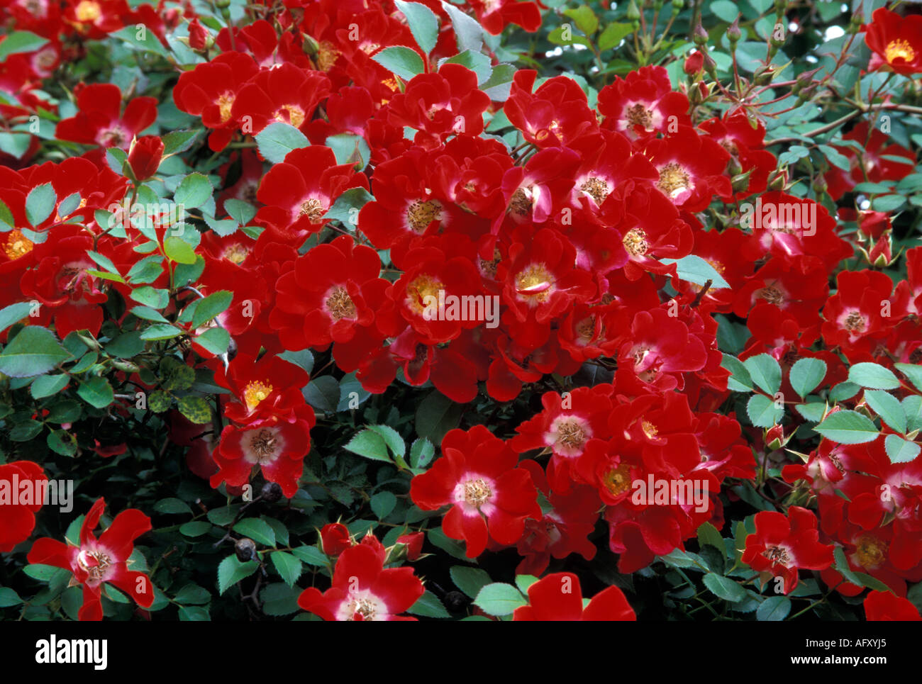 Deep red roses hi-res stock photography and images - Alamy