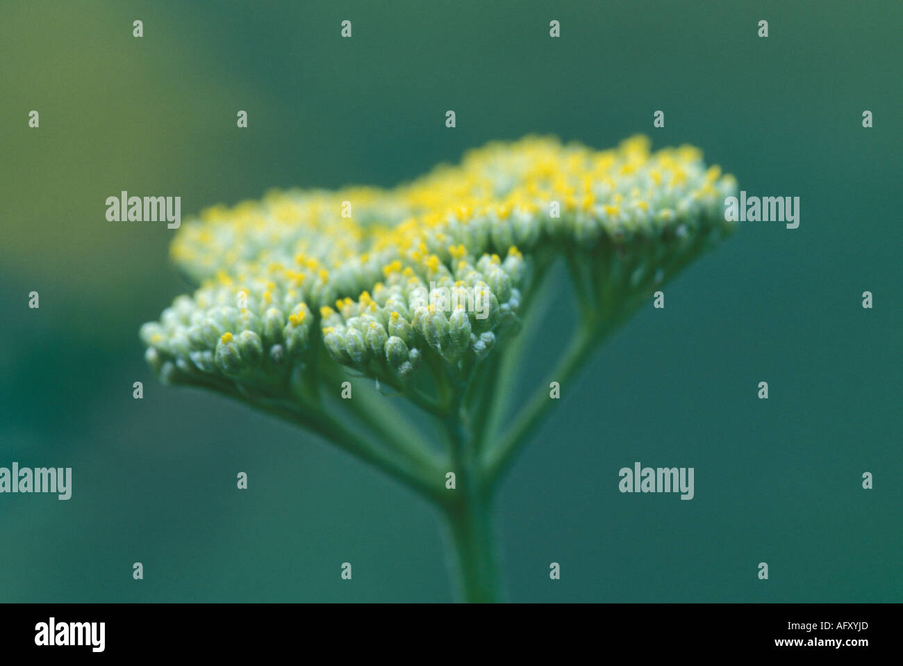 Flower side hi-res stock photography and images - Alamy