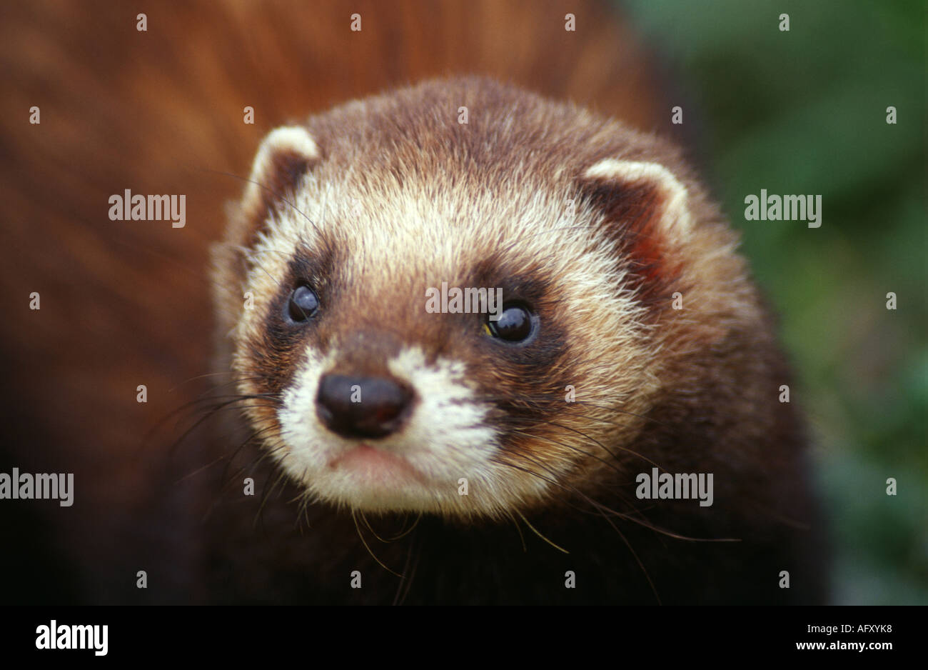 Portrait of a polecat Stock Photo - Alamy