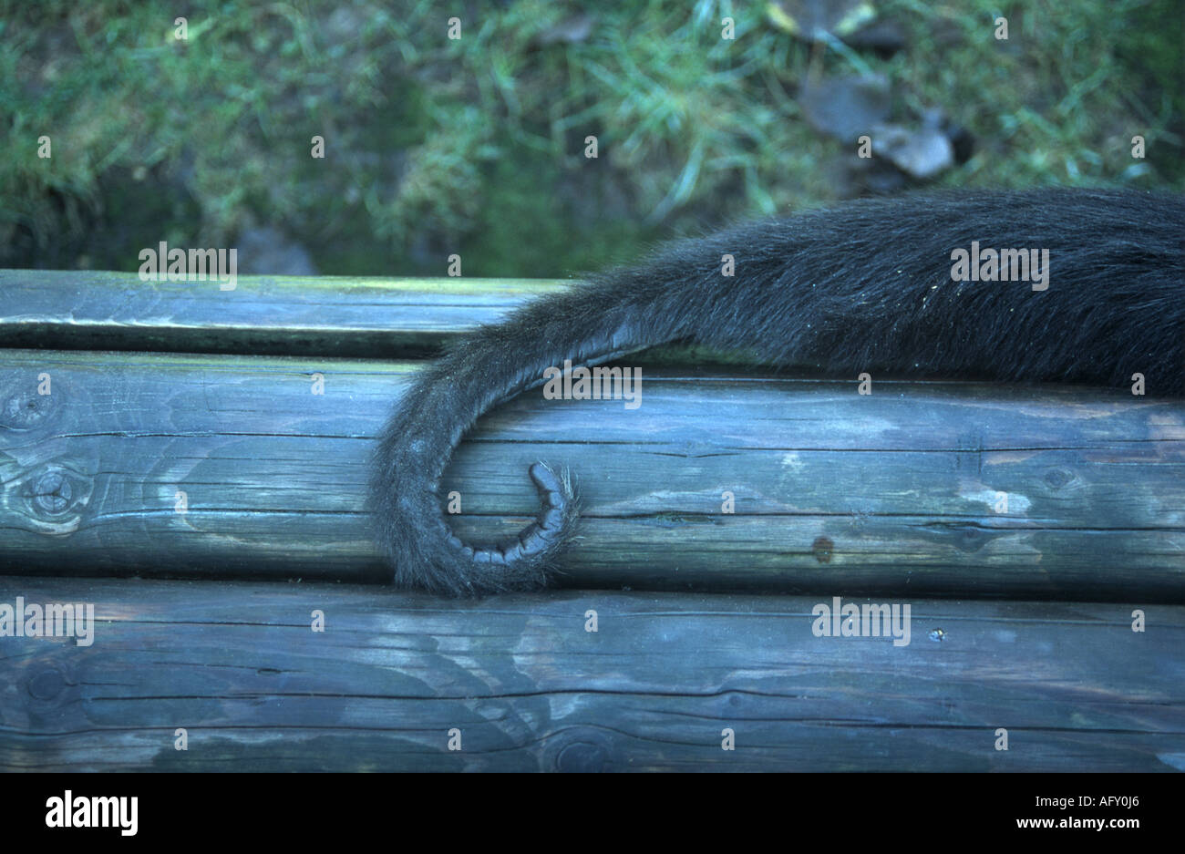 Prehensile tail of a spider monkey hi-res stock photography and images ...