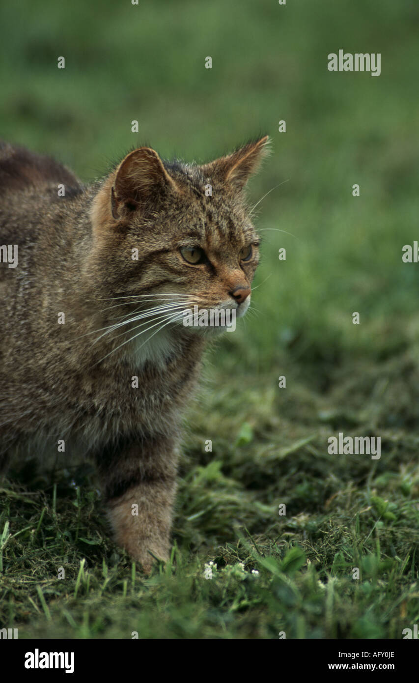 Scottish wild cat prowling Stock Photo - Alamy