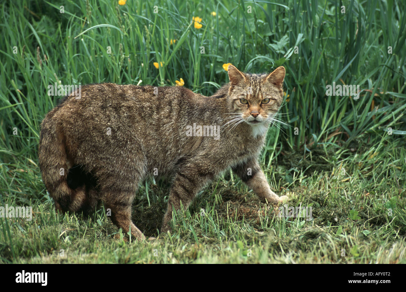 Scottish wild cat prowling Stock Photo - Alamy