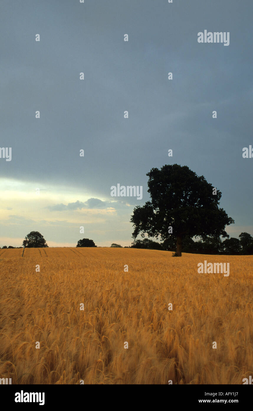 Cheshire farming hi-res stock photography and images - Alamy