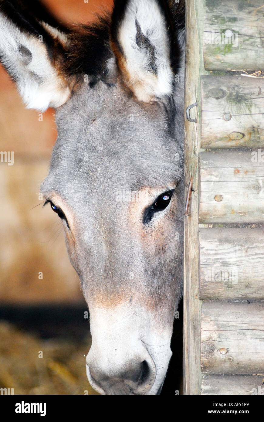 Shy Miniature Donkey peeping round the corner of stable Stock Photo - Alamy