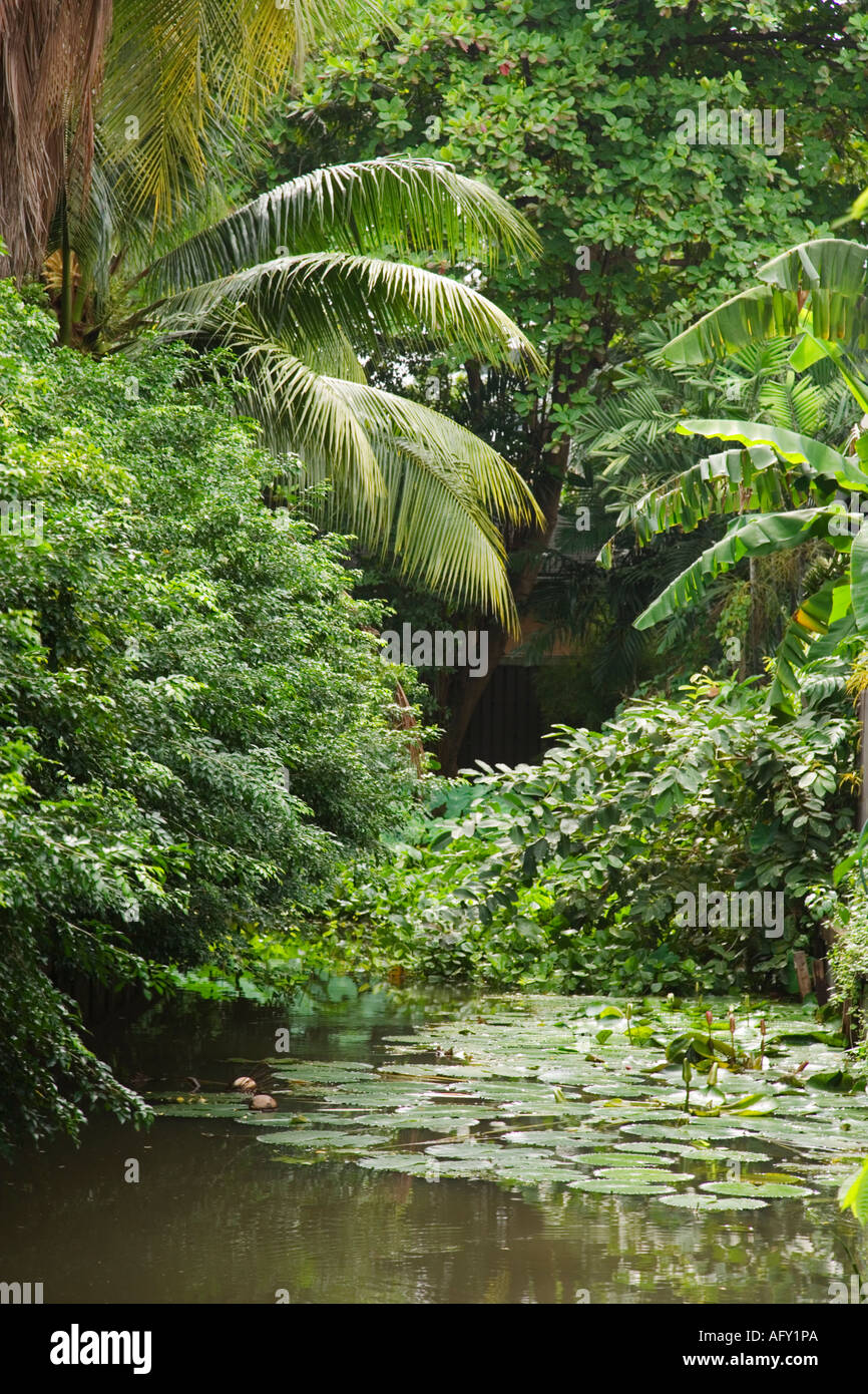 Backyard pond, Bangkok, Thailand Stock Photo - Alamy
