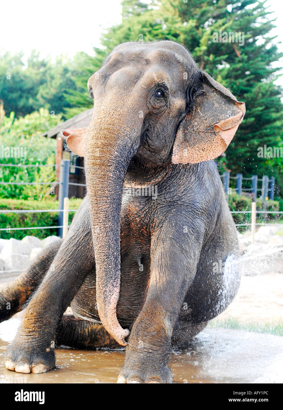 Indra elephant hi-res stock photography and images - Alamy