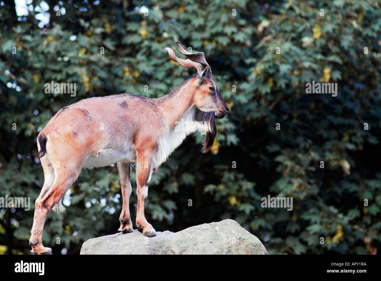 Zoo markhor hi-res stock photography and images - Alamy