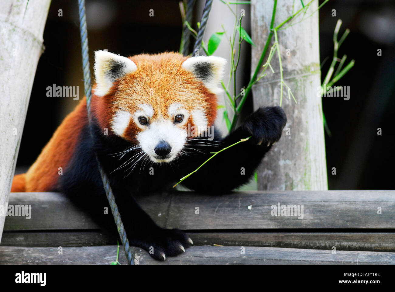 Red Panda in captivity eating shoots Stock Photo - Alamy