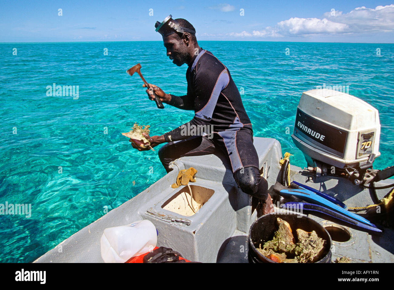 Bahamian diver cracking the shell of a freshly caught conch in a ...