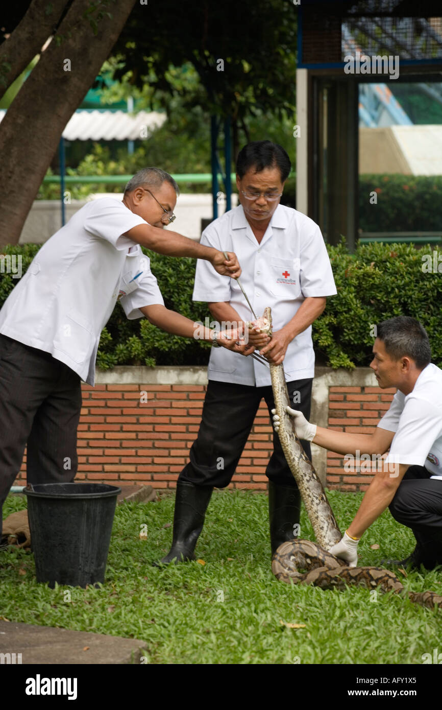Feeding snake at Red Cross Society snake farm, Bangkok, Thailand Stock ...