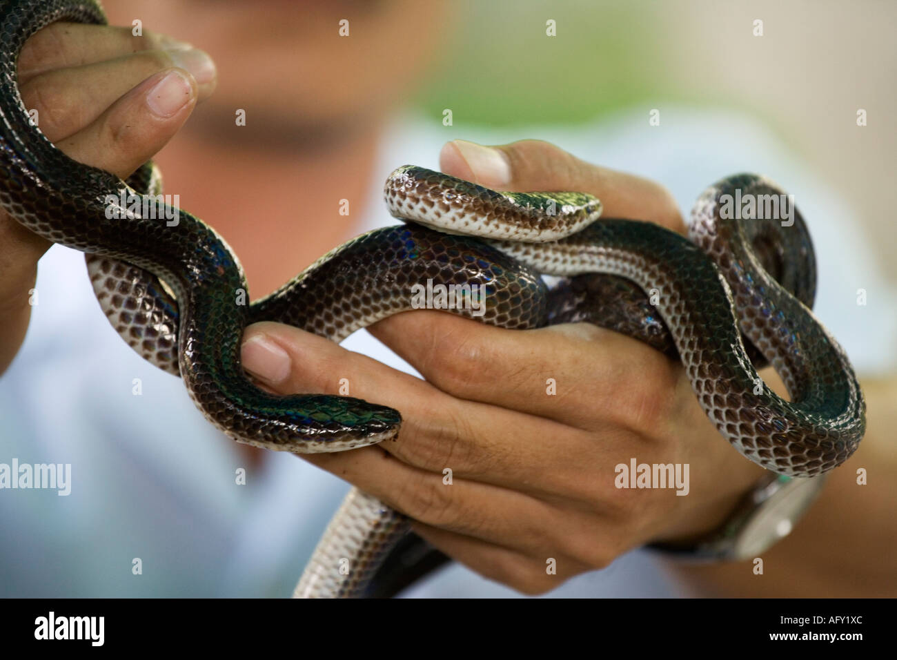 Iridescent sunbeam snakes (Xenopeltis unicolor) in hand, Red Cross ...