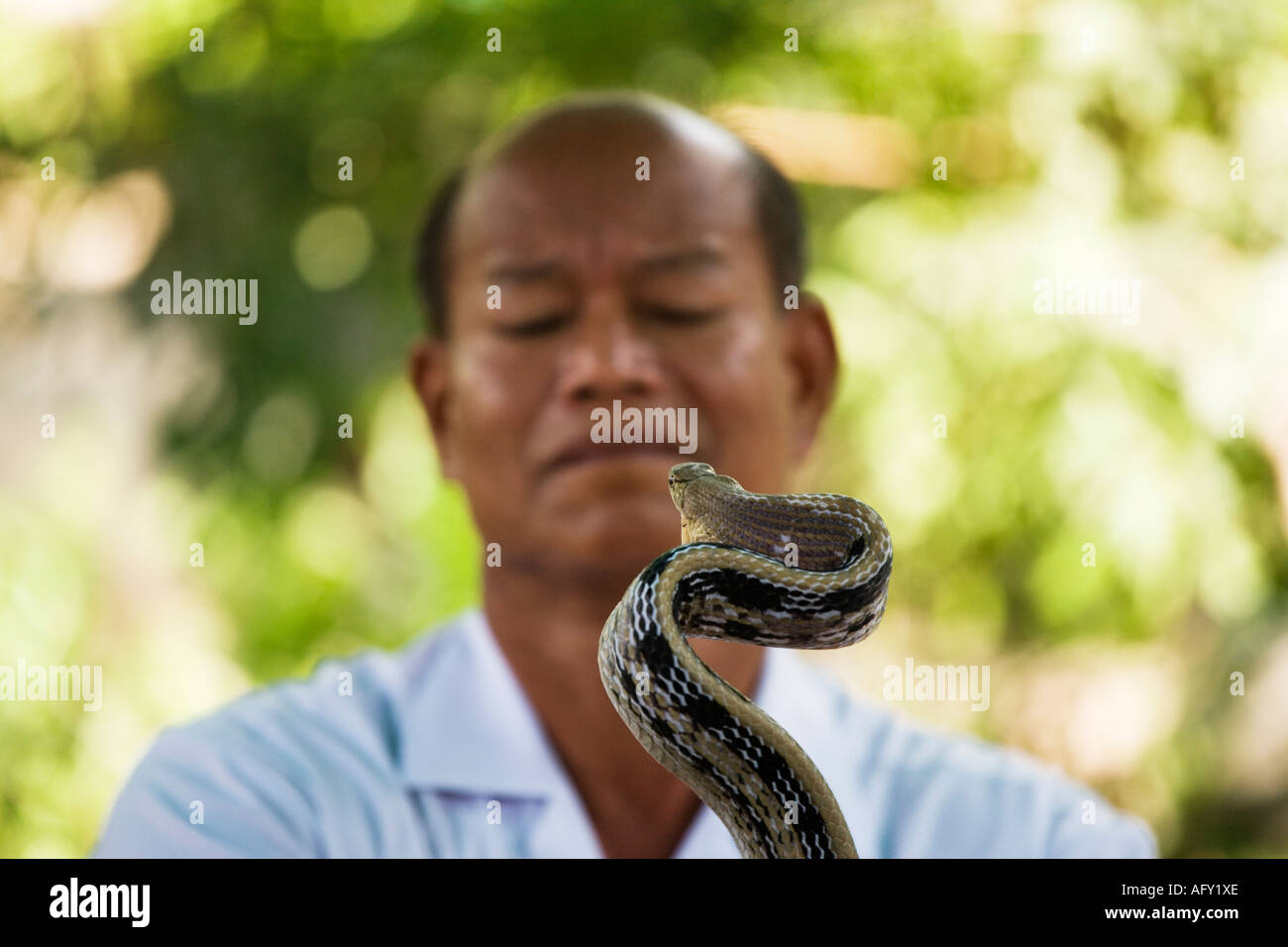 King Cobra and grimacing snake handler, Red Cross Snake Farm, Bangkok ...
