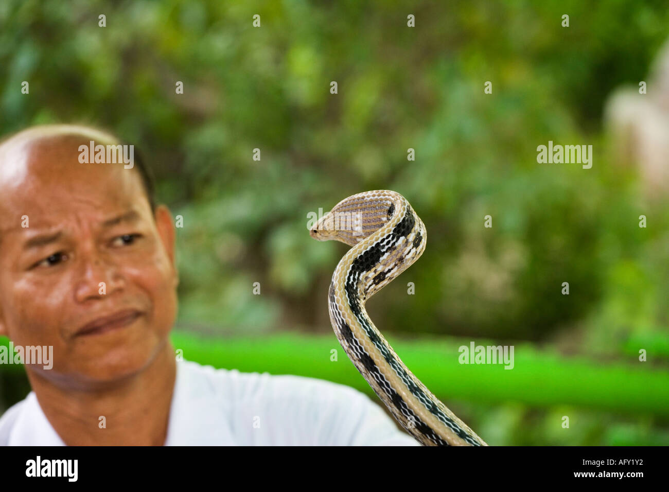 Cobra snake and grimacing handler, Red Cross Snake Farm, Bangkok ...