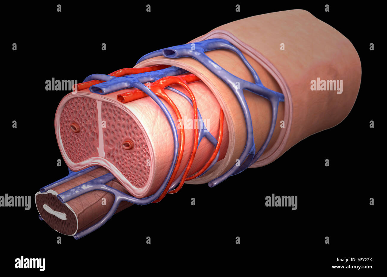 Internal structure of the penis Stock Photo - Alamy Internal structure of the penis Stock Photo - Alamy