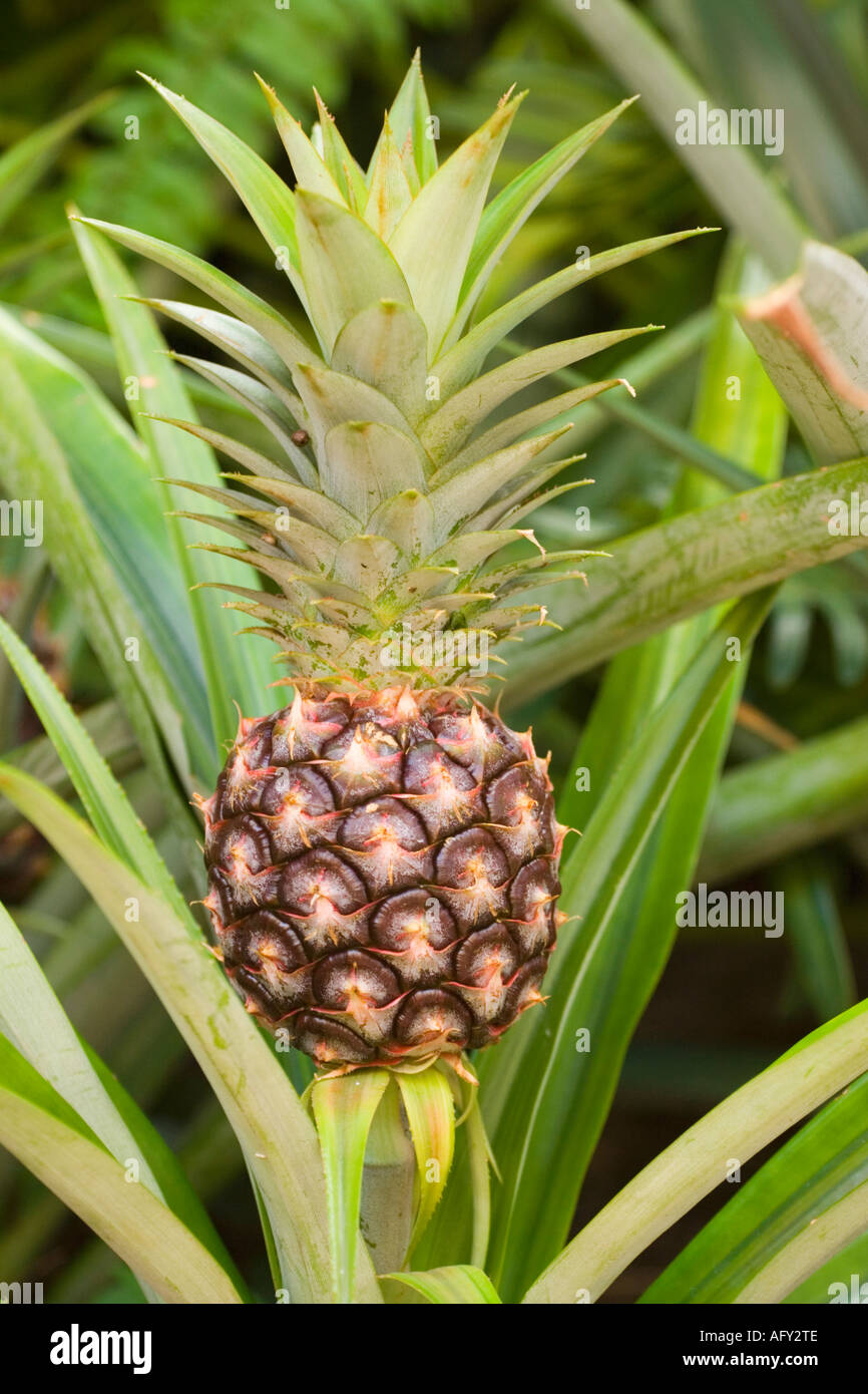 Pineapple growing Ananas comosus Stock Photo - Alamy