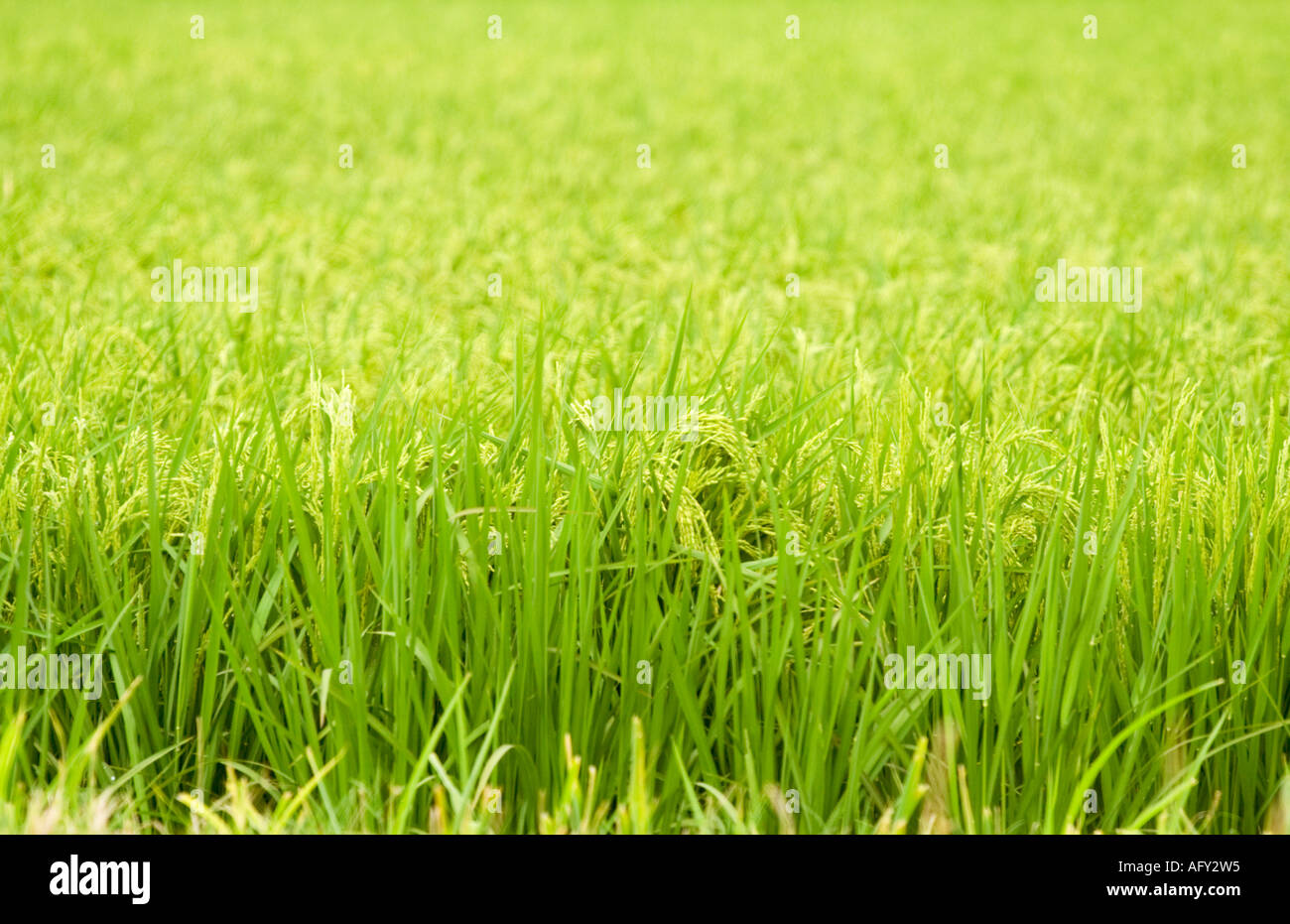 Rice field in Acadia Parish Louisiana USA Stock Photo - Alamy