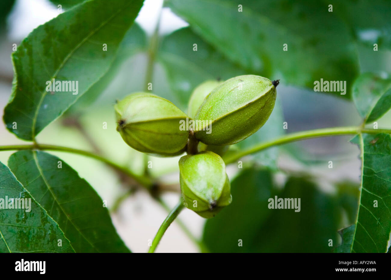 Pecan nuts on tree hi-res stock photography and images - Alamy