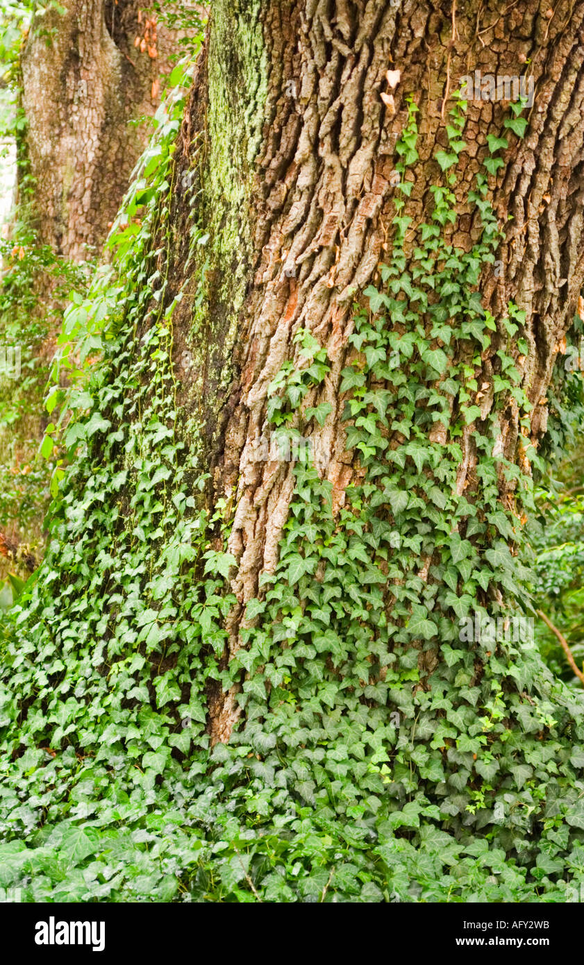 Ivy on trunk of old Oak tree Stock Photo - Alamy