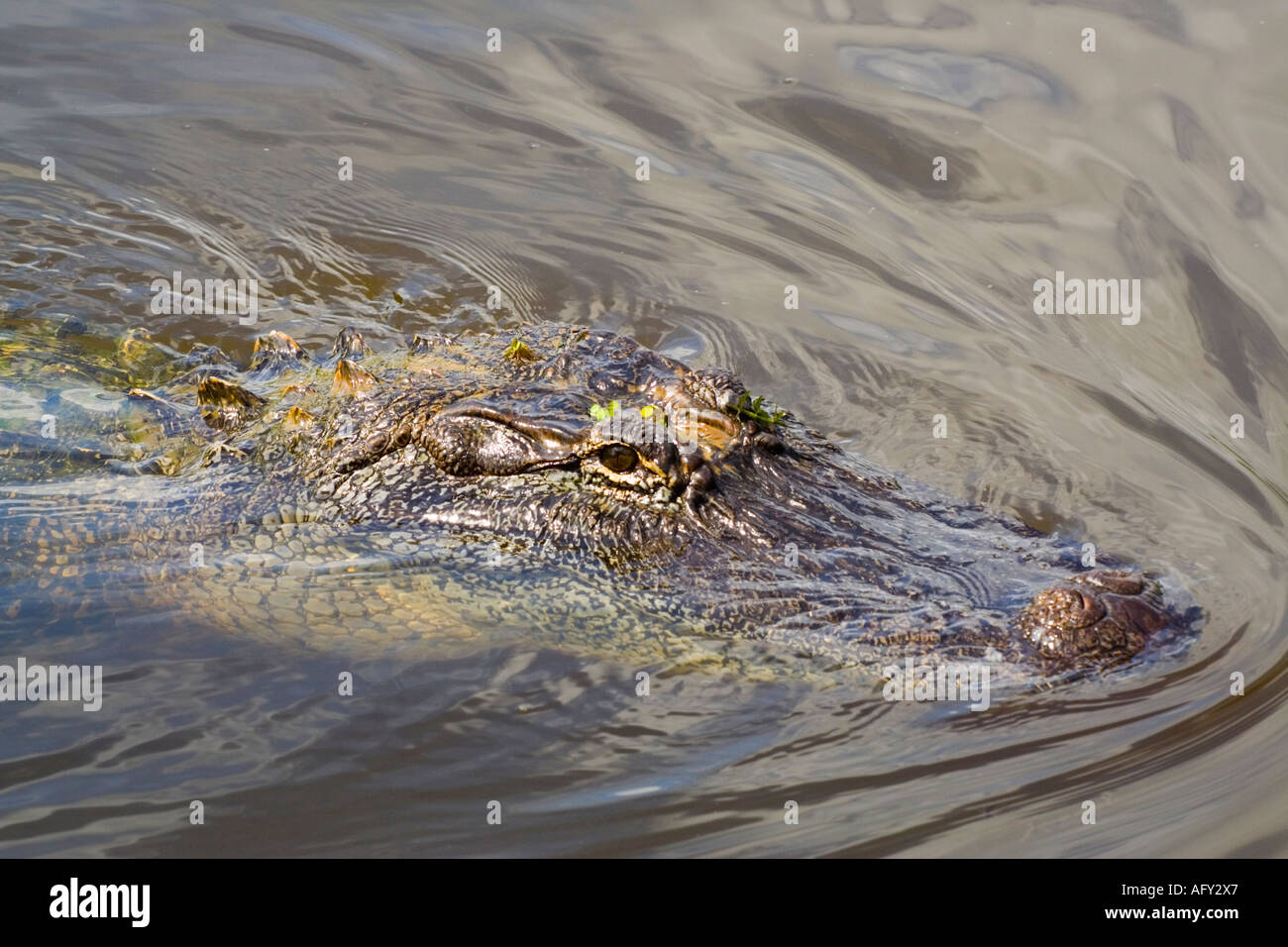 Alligator profile in swamp Stock Photo - Alamy